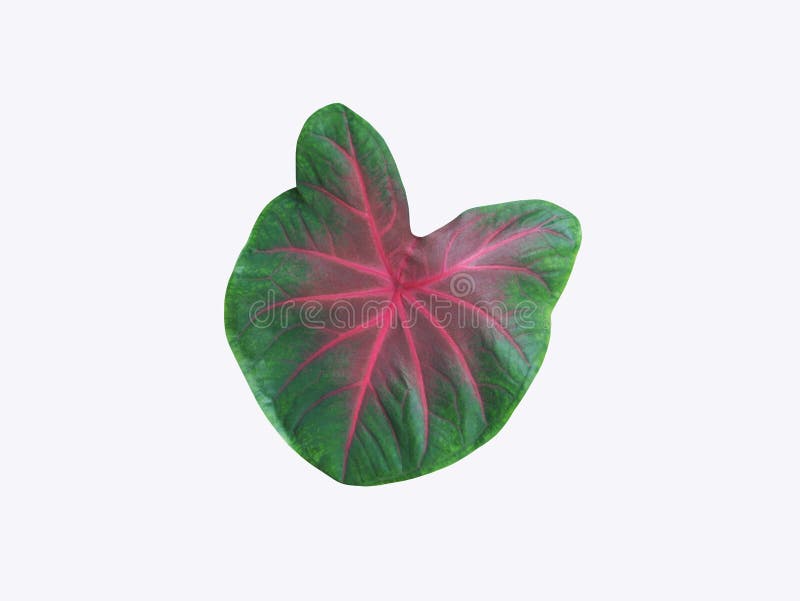 Caladium Bicolor Leaf Isolated on White with Clipping Path Stock Image ...