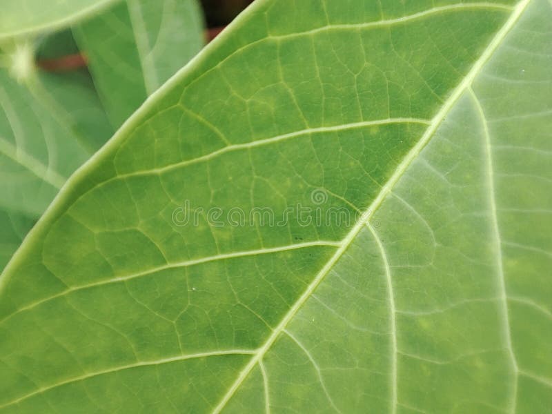 The Pattern of Cassava Leaves Stock Image - Image of cassava, leaf ...
