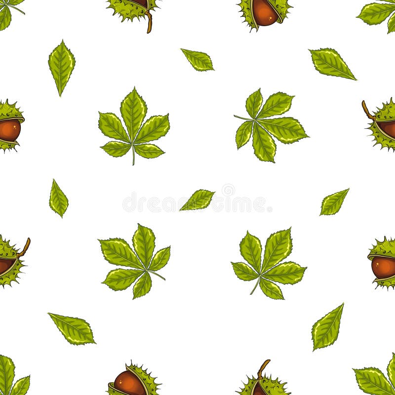 Pattern Chestnuts with Leaves Isolated on a White Background Stock ...