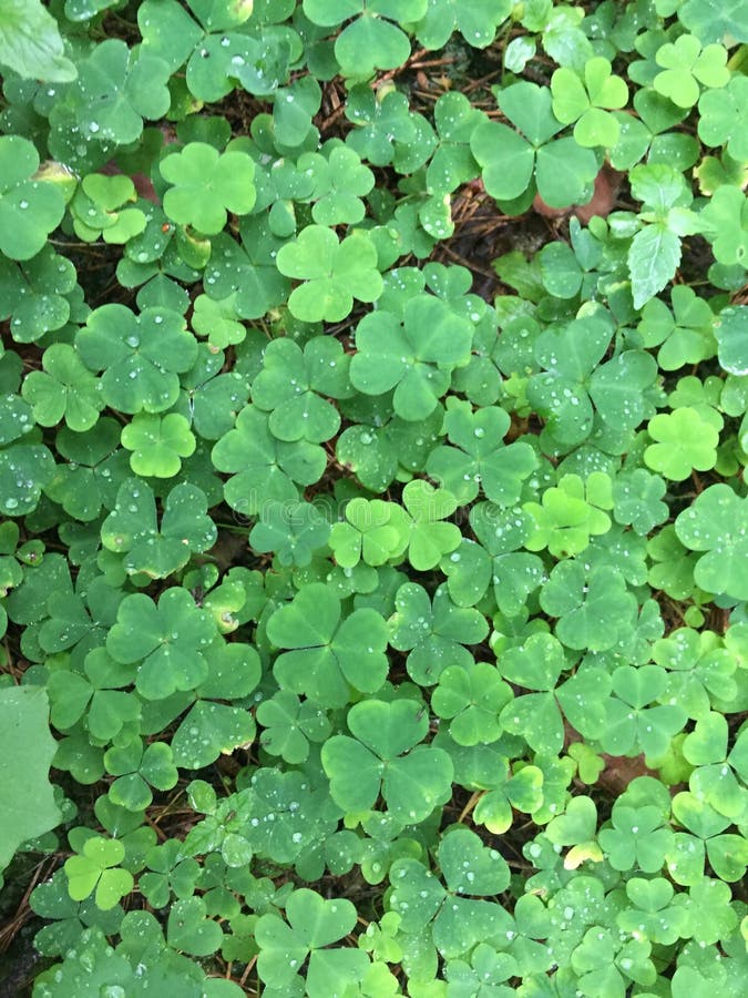 A Pattern of Clover Leaves Close Up Stock Photo - Image of clover, herb ...