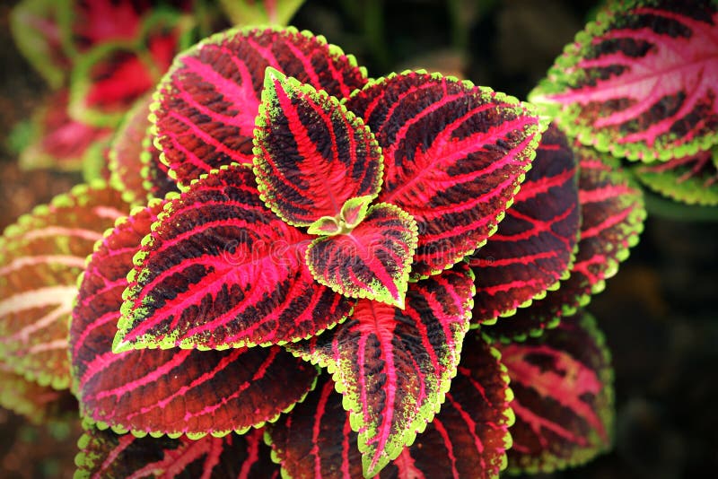 Pattern of Coleus Aka Miana Leaves Stock Image - Image of bloom, fresh ...