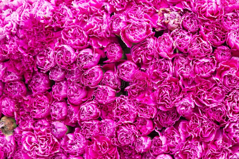 Pattern of Color Plant Wall Texture and Back Ground Stock Photo - Image ...