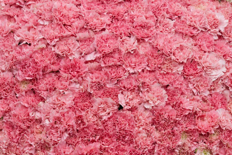 Pattern of Color Plant Wall Texture and Back Ground Stock Photo - Image ...