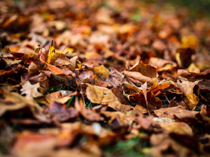 Pattern of Colorful Leaves Filling the Frame Stock Photo - Image of ...