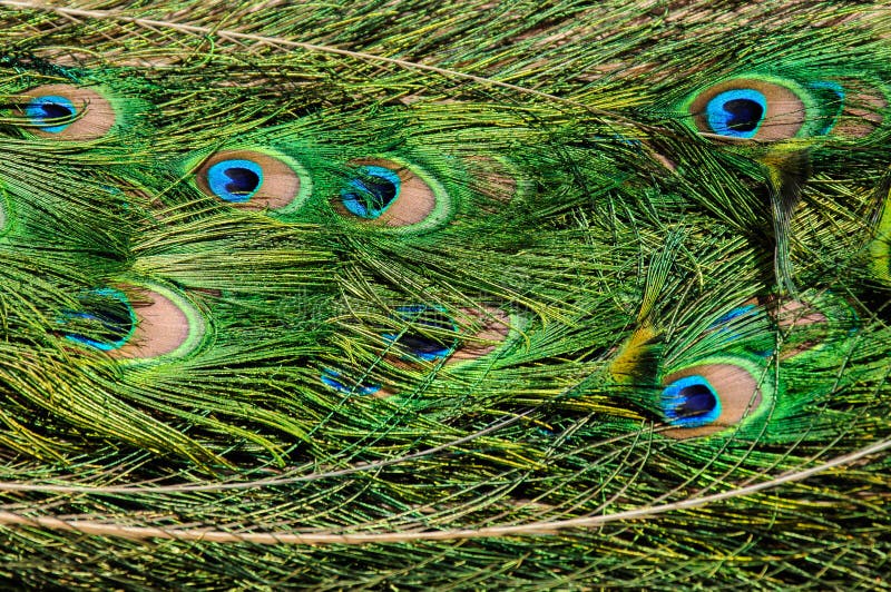 Pattern of Colorful Peacock Tail Feathers Feathers Stock Photo - Image ...