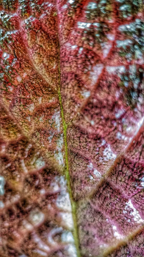 The Pattern of Colors and Texture of the Leaf Looks so Great Stock ...