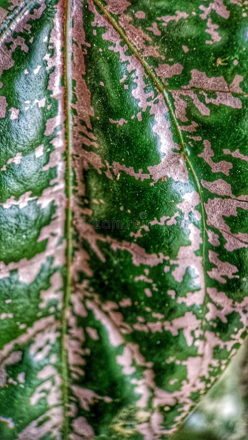 The Pattern of Colors and Texture of the Leaf Looks so Great Stock ...