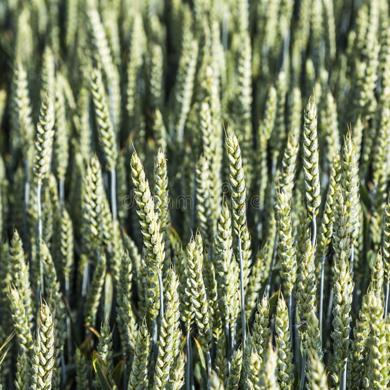 Pattern of Corn Field in Detail Stock Photo - Image of reed, summer ...