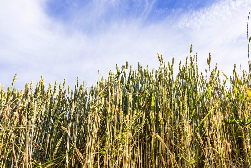Pattern of Corn Field in Detail Stock Image - Image of detail, nature ...