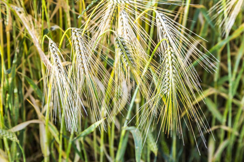 Pattern of Corn Field in Detail Stock Photo - Image of yellow, reed ...
