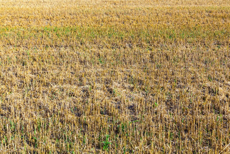 Pattern of corn field stock image. Image of leaf, landscape - 35767949