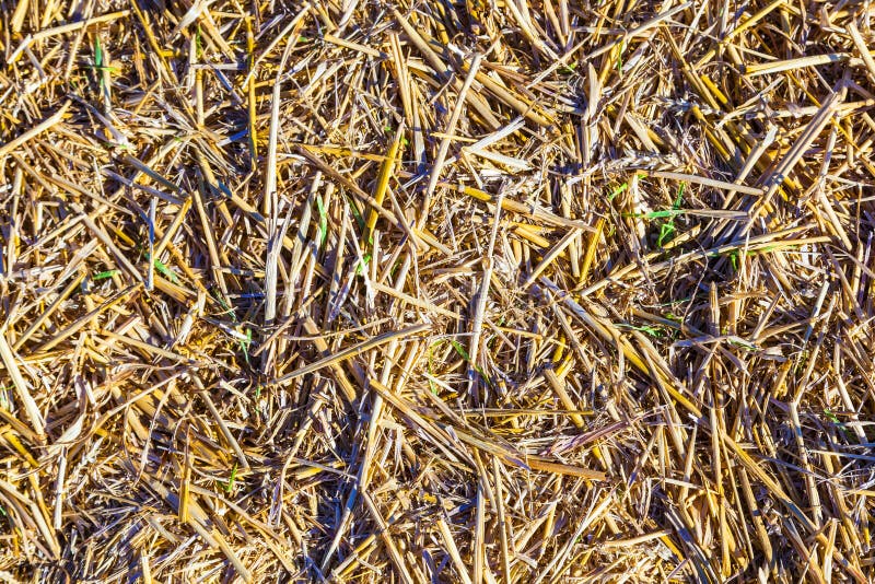Pattern of corn field stock image. Image of corn, background - 35768015