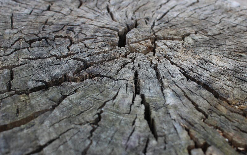 Pattern of Cracks on the Cut Surface of a Wood Log Closeup Angle View ...