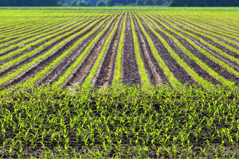 Pattern of Cultivated Field Stock Image - Image of green, landscape ...