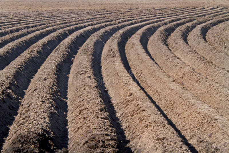 Cultivation of Potatoes in Russia. Landscape with Agricultural Fields ...