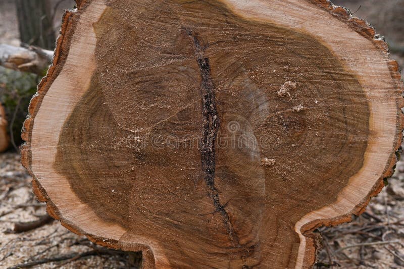 Pattern is a Cut of a Sawn Tree Close-up. Stock Photo - Image of ...