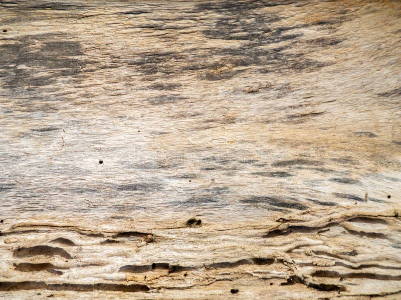 Pattern in the Cut of the Tree Stock Image - Image of withered, fallen ...