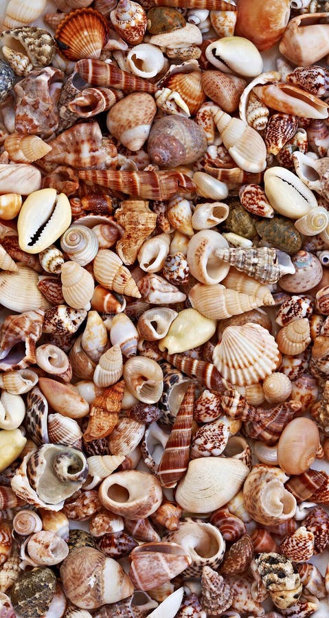 Pattern of Cute Beautiful Colorful Seashells on Beach Stock Photo ...