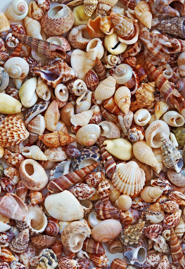 Pattern of Cute Beautiful Colorful Seashells on Beach Stock Image ...