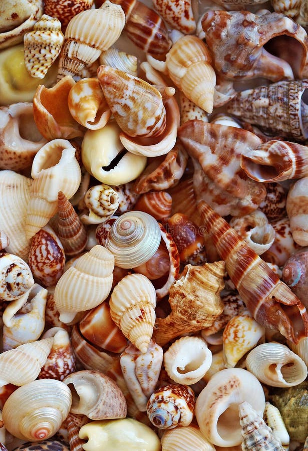 Pattern of Cute Beautiful Colorful Seashells on Beach Stock Image ...