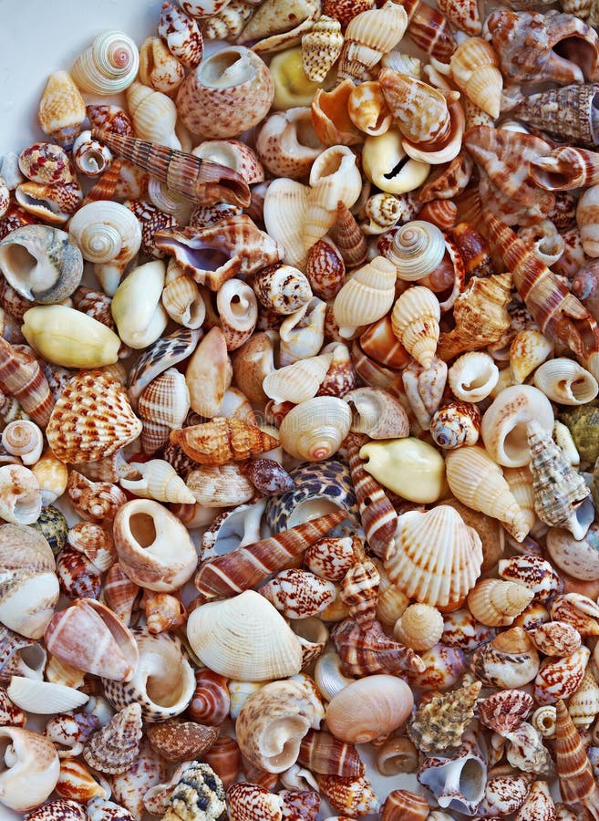 Pattern of Cute Beautiful Colorful Seashells on Beach Stock Image ...