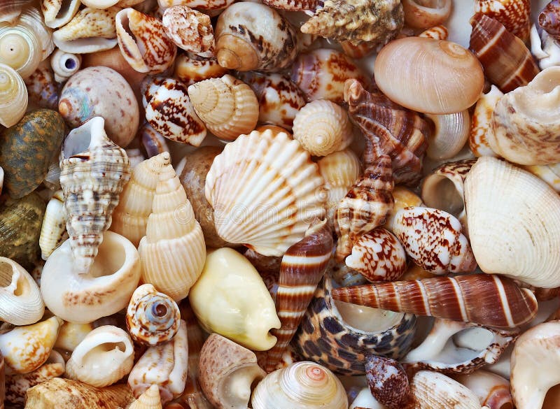 Pattern of Cute Beautiful Colorful Seashells on Beach Stock Image ...