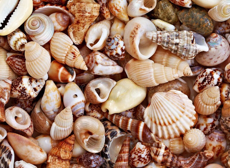 Pattern of Cute Beautiful Colorful Seashells on Beach Stock Photo ...