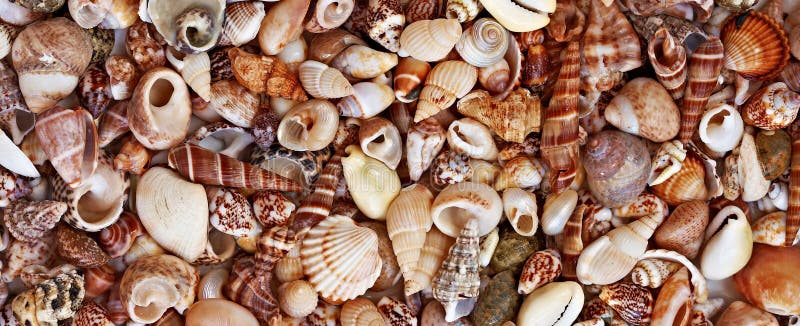 Pattern of Cute Beautiful Colorful Seashells on Beach Stock Image ...