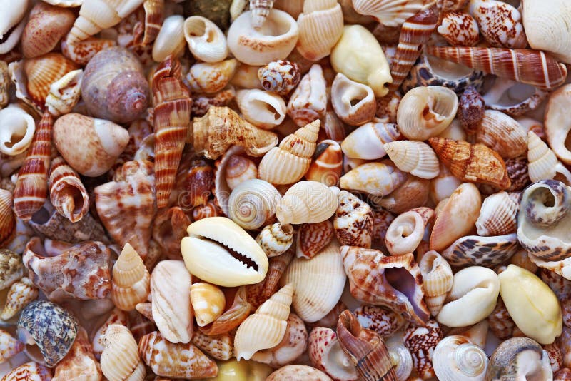 Pattern of Cute Beautiful Colorful Seashells on Beach Stock Image ...