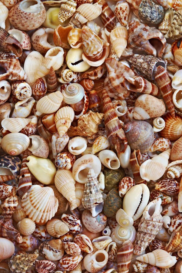 Pattern of Cute Beautiful Colorful Seashells on Beach Stock Photo ...