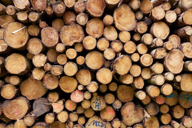 Pattern of Cutted and Stapled Tree Trunks Viewed from the Front Stock ...