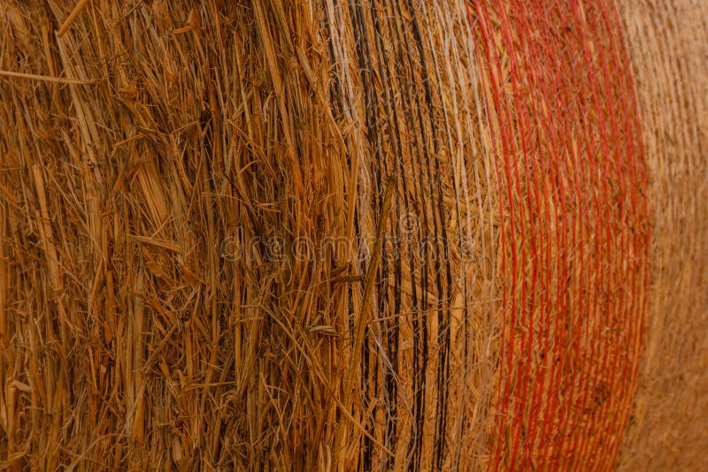 Close-up of a Hay Cylindrical Bale in a Field Stock Photo - Image of ...