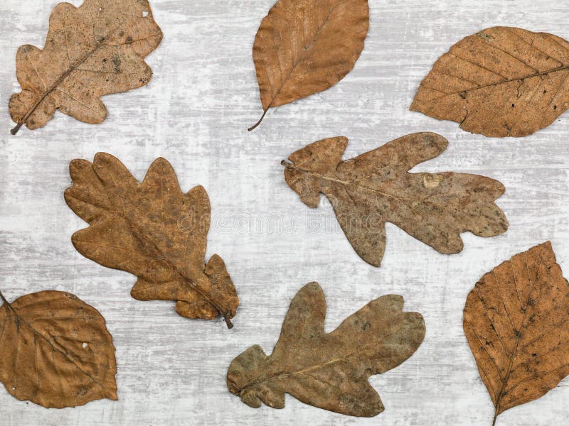 Pattern of Dead Decaying Leaves Stock Image - Image of garden, fall ...