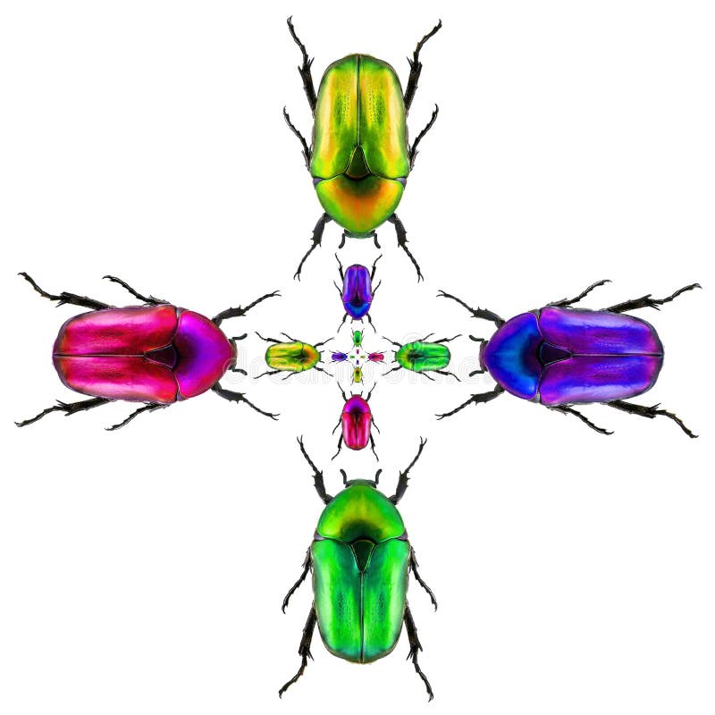1,326 Beetles Pattern Stock Photos - Free & Royalty-Free Stock Photos ...