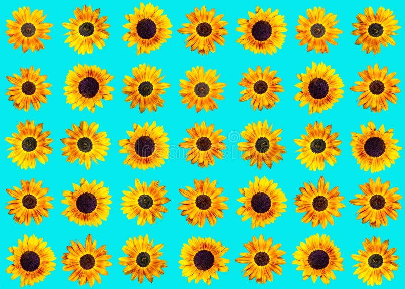 Pattern of Different Sunflowers on a Turquoise Background Stock Photo ...