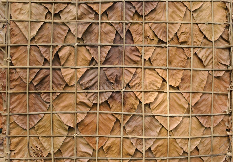 Pattern of a Dry Leaf Use As Wall Stock Photo - Image of tree, home ...