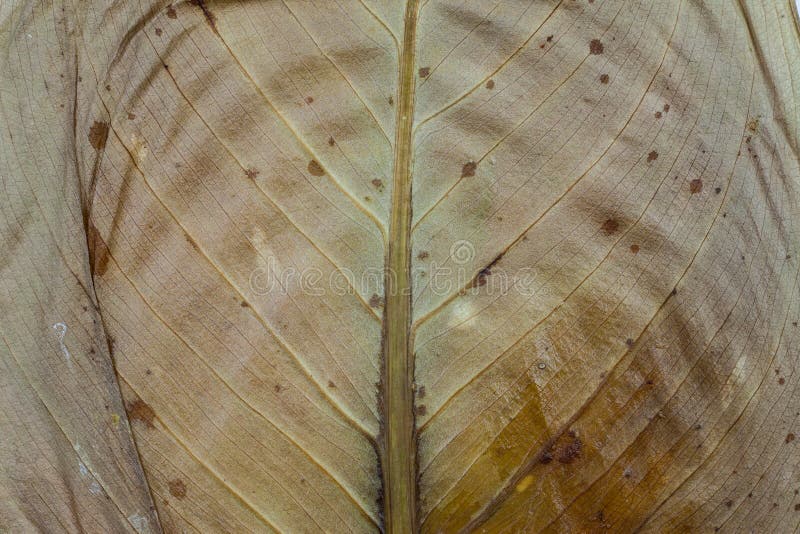 Pattern Dry Leaves Closeup Background Stock Photo - Image of surface ...
