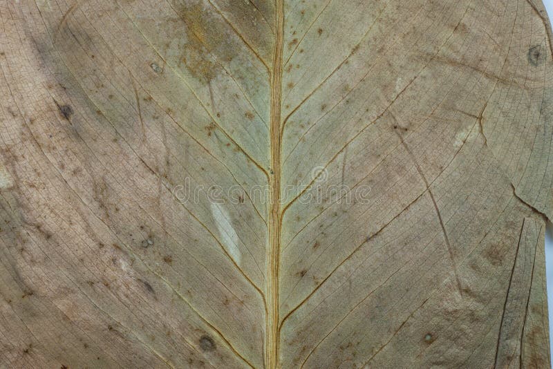 Pattern Dry Leaves Closeup Background Stock Image - Image of surface ...