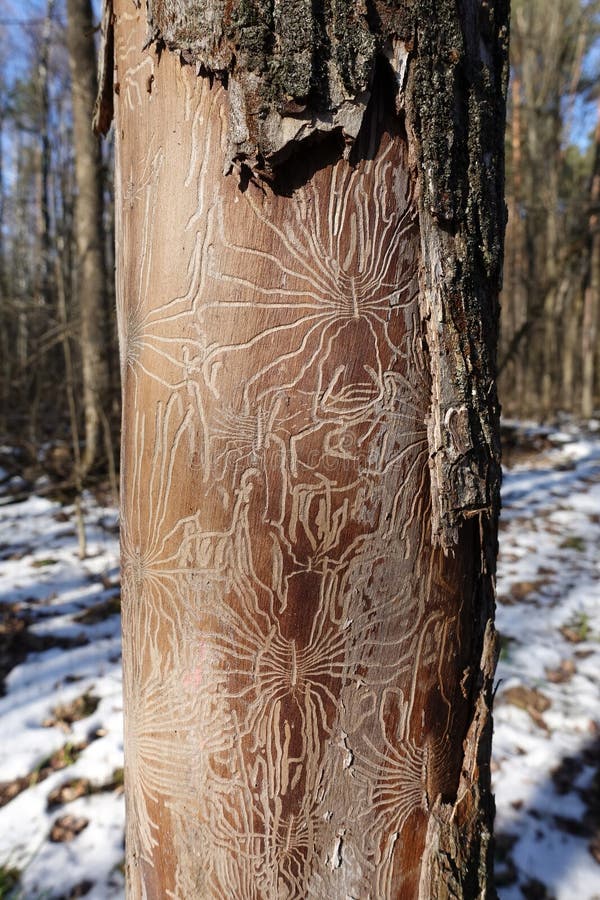 165 Bark Beetle Patterns Stock Photos - Free & Royalty-Free Stock ...