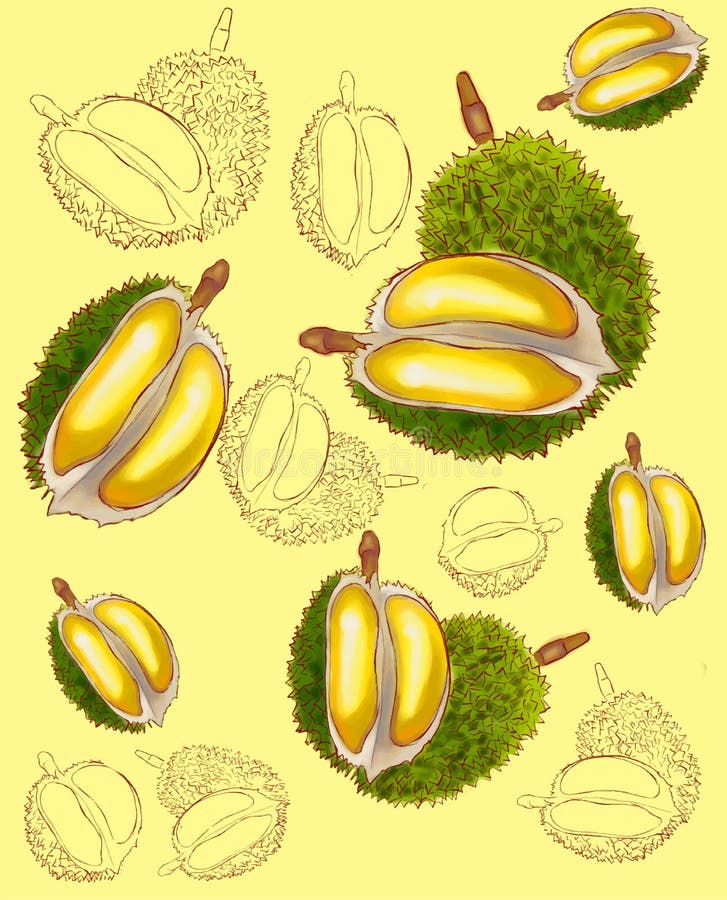 Set of Durian , Sketch Vector. Stock Vector - Illustration of delicious ...