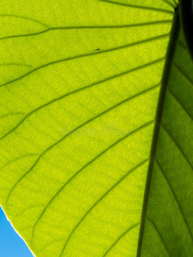 Pattern of Elephant Climber Bright Leaf Stock Photo - Image of climber ...