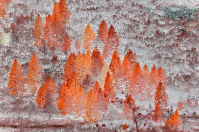 Pattern of fall colors stock image. Image of leaves, grow - 11579305