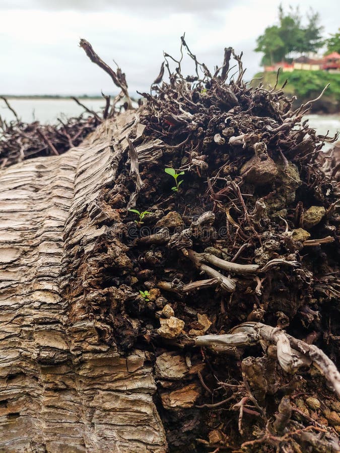 Pattern of Fallen Coconut Tree Roots. Stock Photo - Image of tree ...