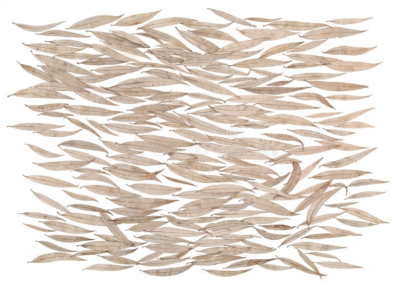 Dry Willow Leaves Isolated on White Background. Stock Photo - Image of ...