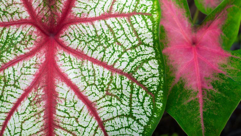 Pattern on the Fancy Leaved Caladium Stock Photo - Image of bokeh ...
