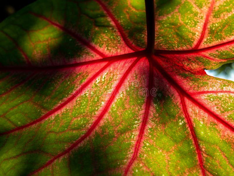 Pattern on the Fancy Leaved Caladium Growing with the Shadow Stock ...