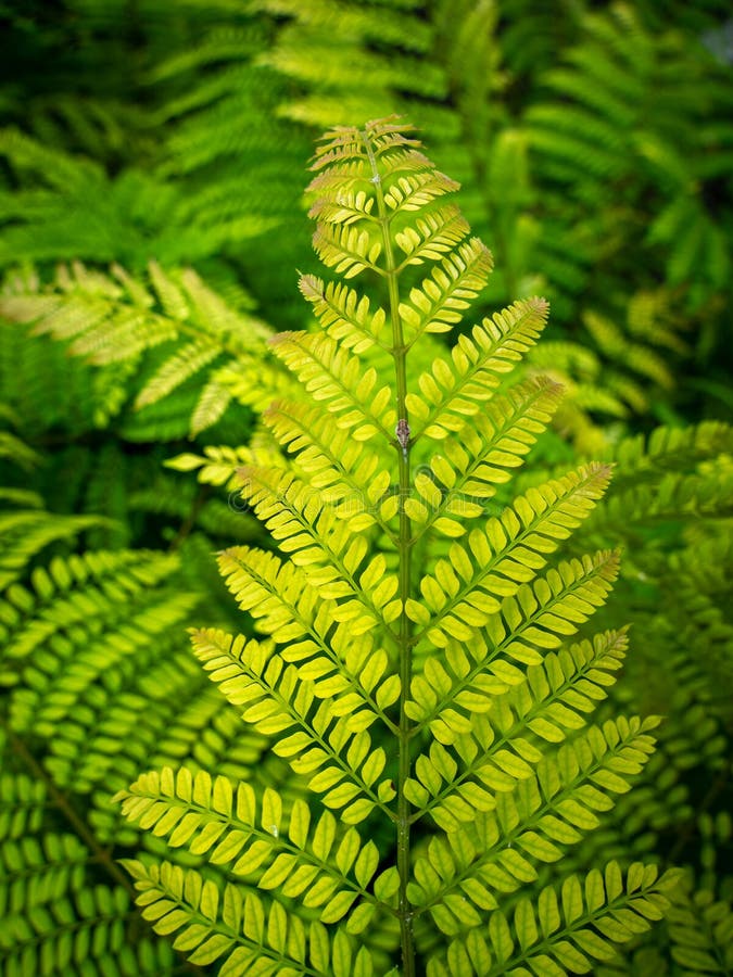 Pattern of Fern Tree stock photo. Image of garden, thailand - 373388818