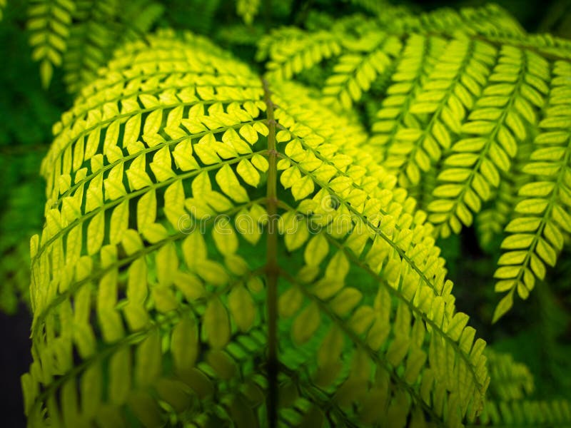 Pattern of Fern Tree stock image. Image of mahidol, nature - 373388847