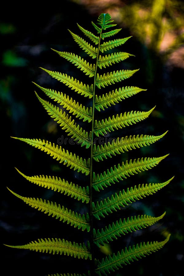 Pattern of Fiddle Head Fern Stock Photo - Image of head, offiddle ...