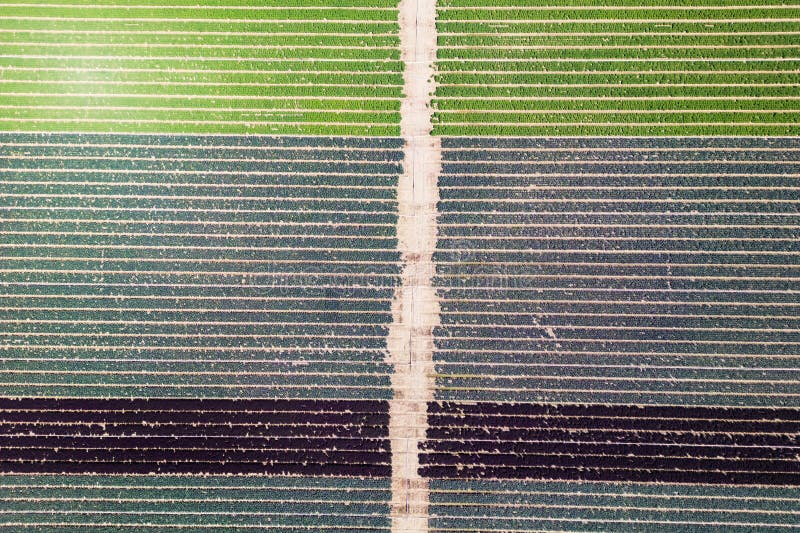 Pattern of Fields Top Down View at Bakersfield, California Stock Image ...
